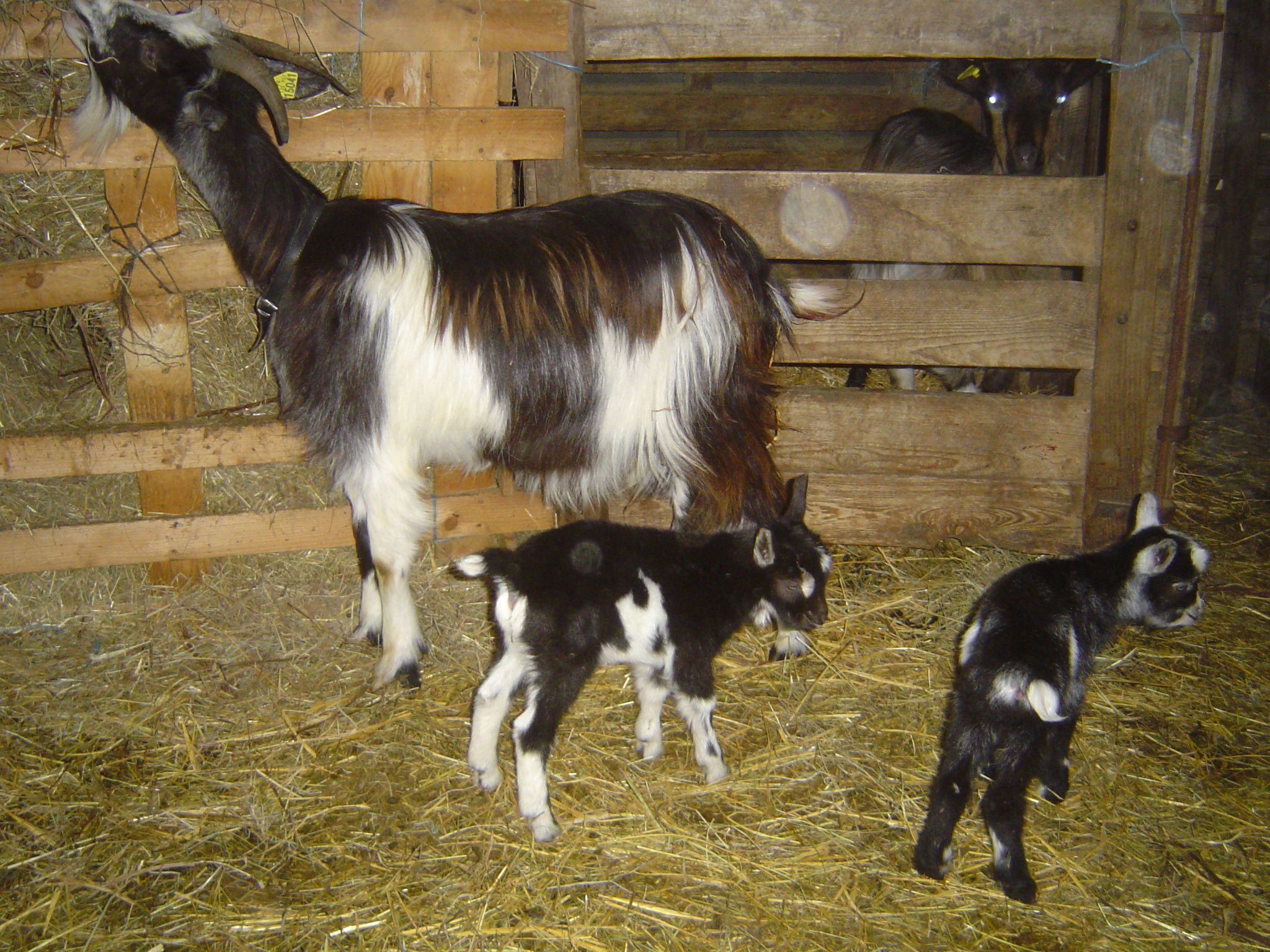 Les chevreaux 2017 – Élevage du Massif