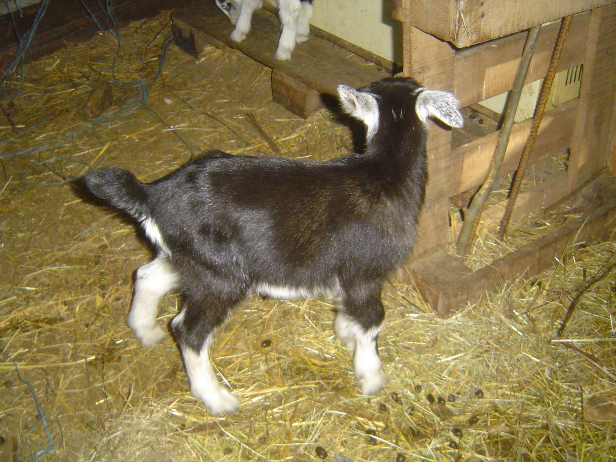 Les chevreaux 2017 – Élevage du Massif
