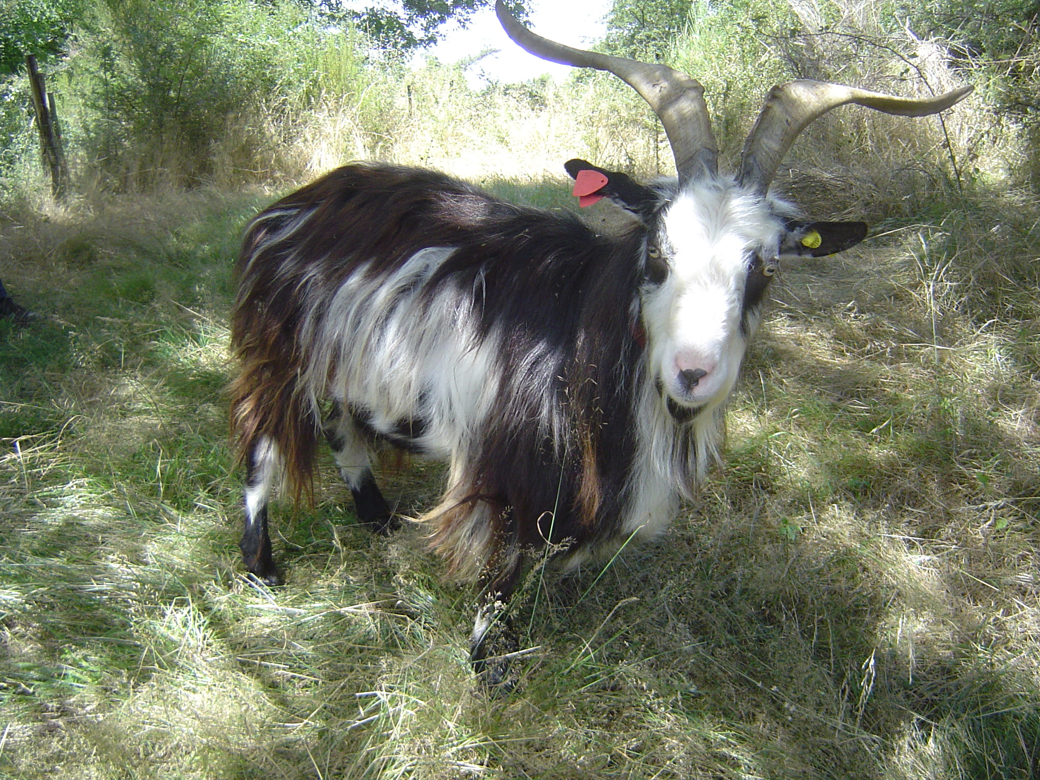Reproducteurs : Chèvres, Boucs – Élevage du Massif