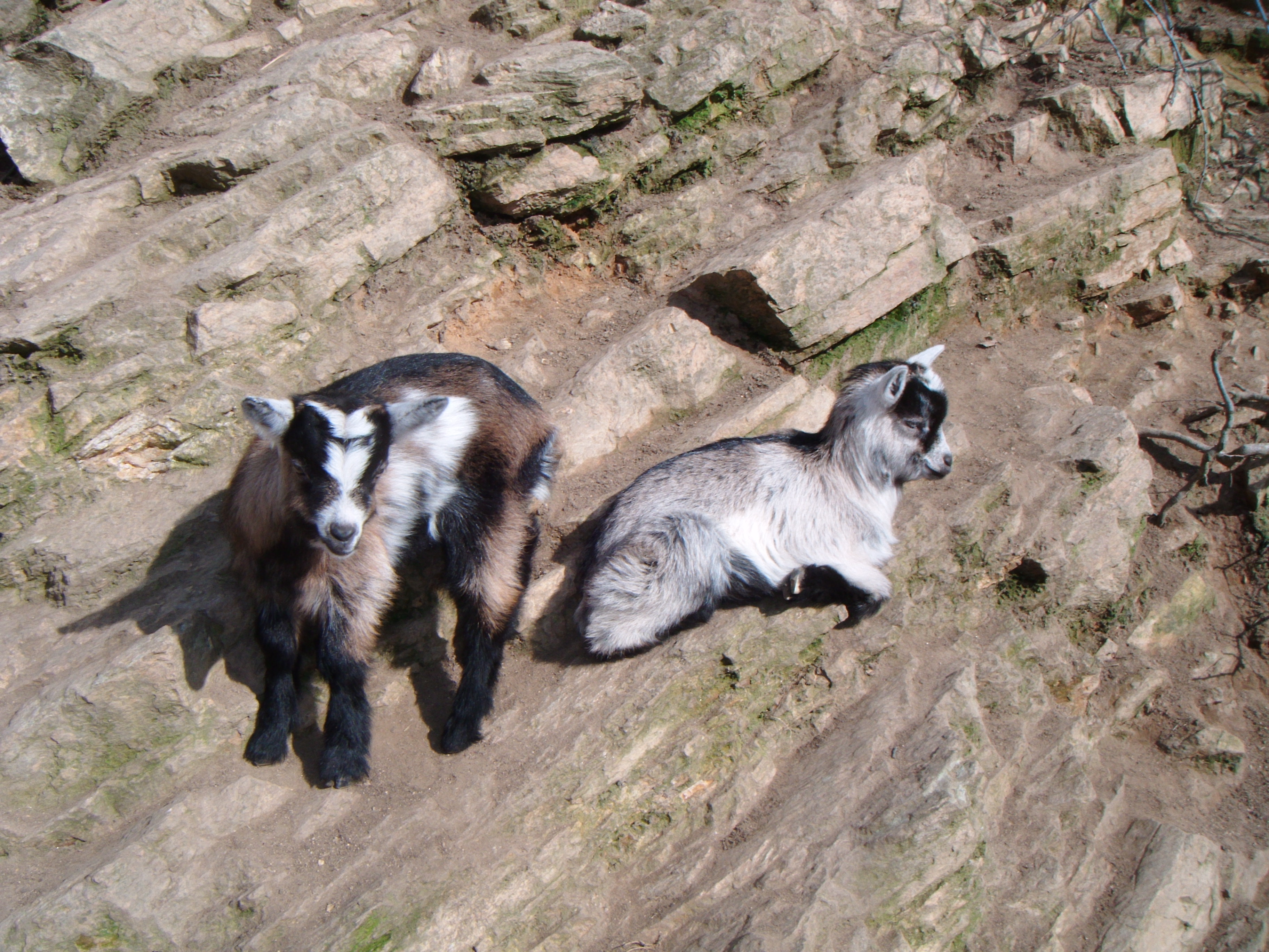 Chevreaux 2018 – Élevage du Massif