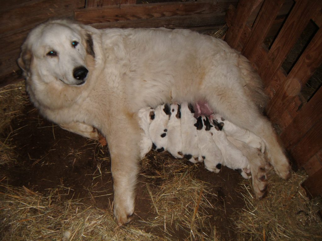Une portée de chiots patou – Élevage du Massif