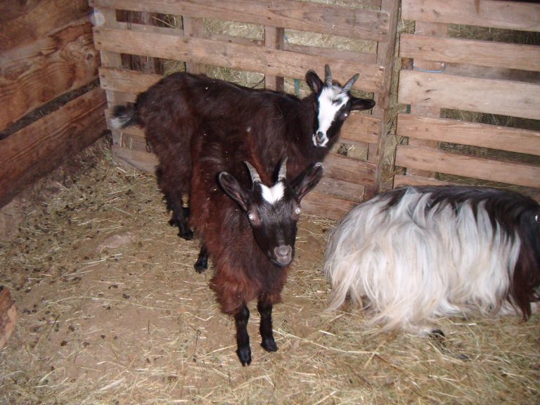 Chevreaux disponibles à la vente – Élevage du Massif