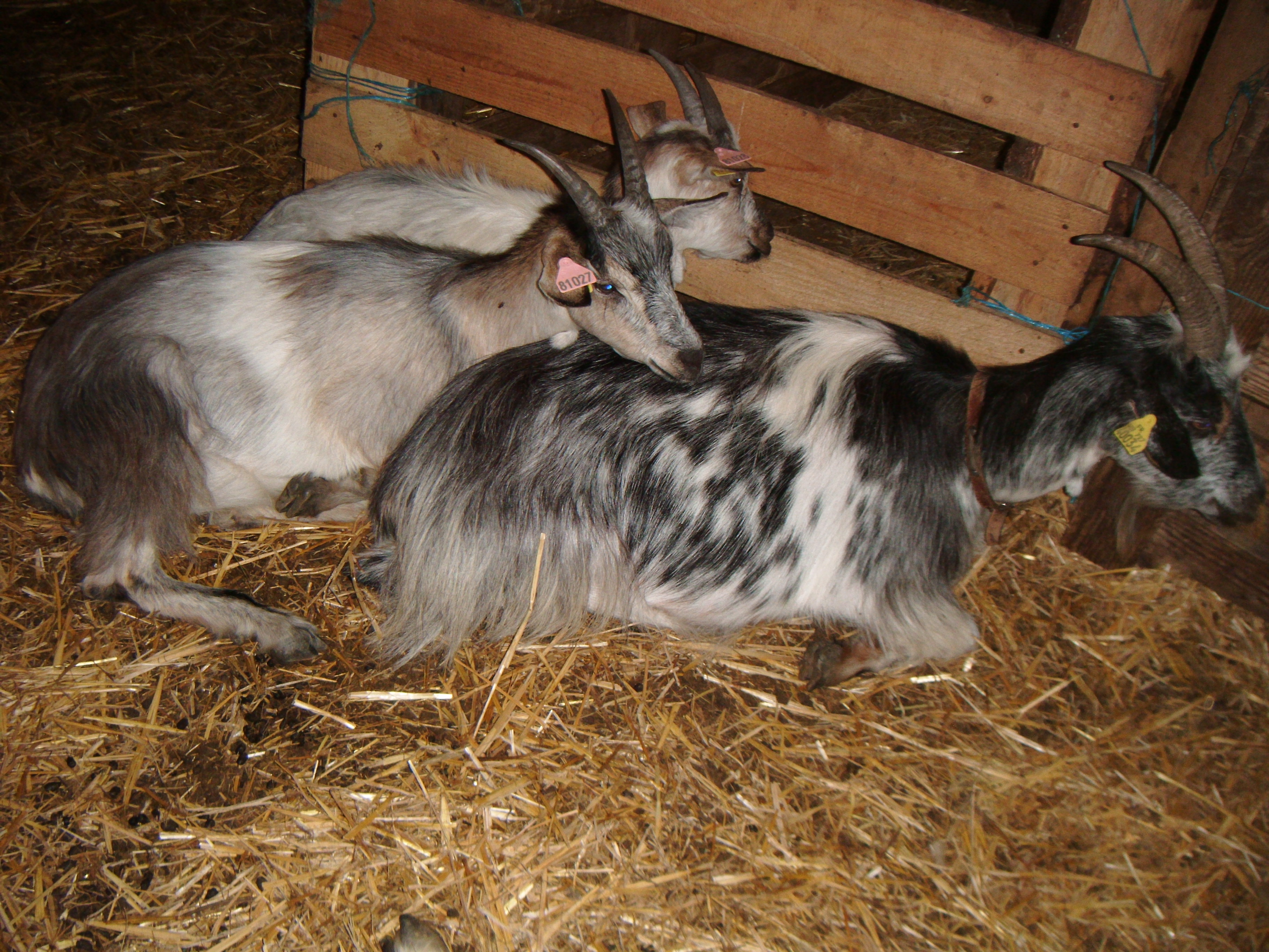 Chevreaux disponibles à la vente – Élevage du Massif