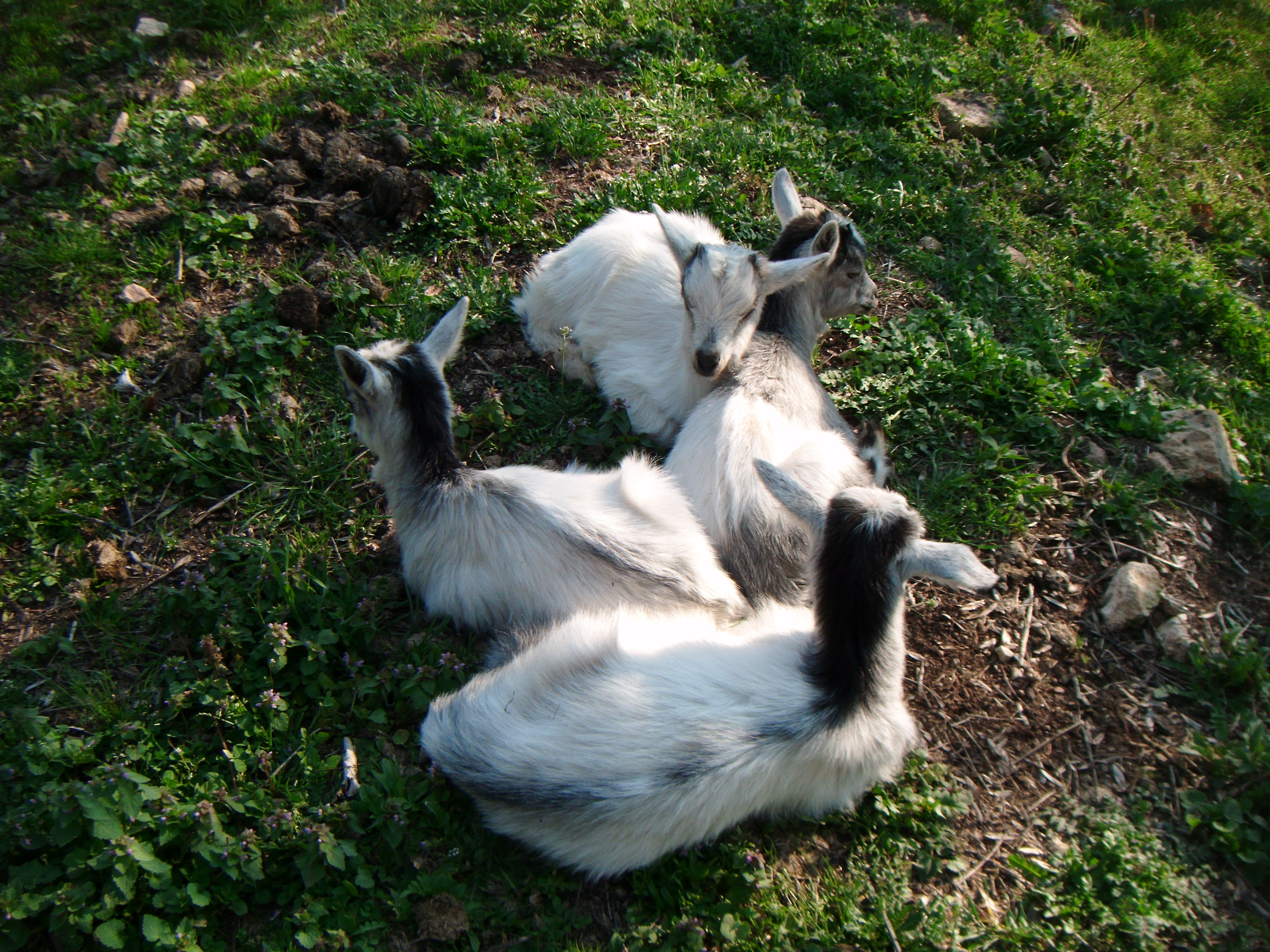 Chevreaux 2019 – Élevage du Massif